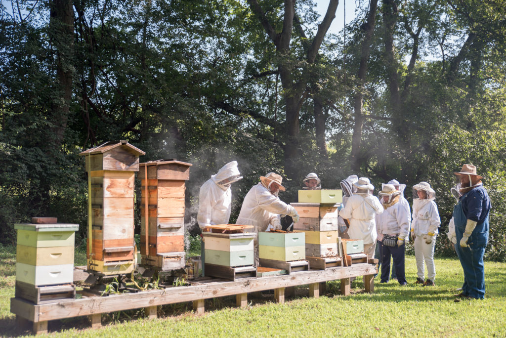 Photos: 2017 National Honey Bee Day at Glen Leven Farm - The Land Trust ...