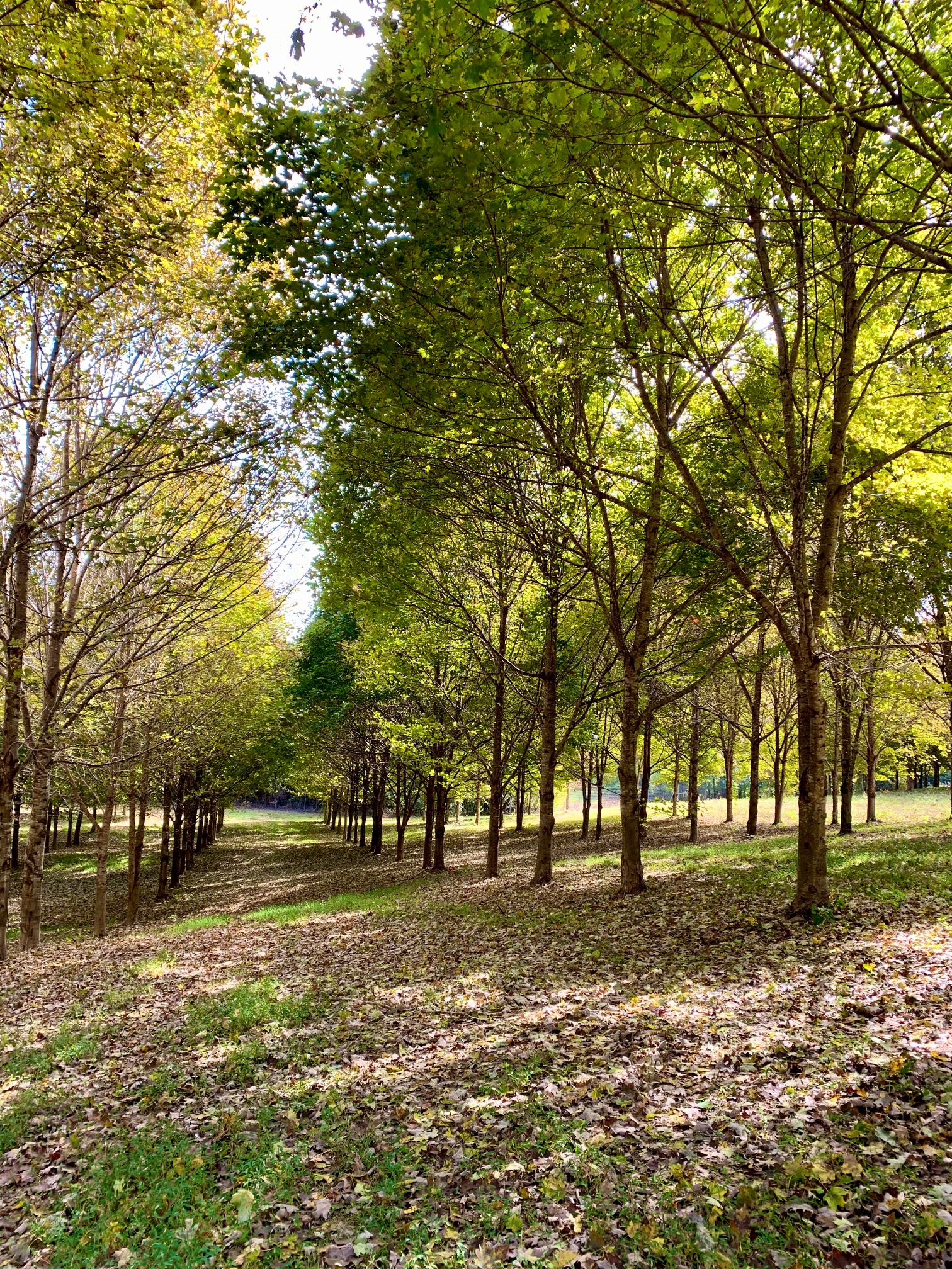 Protecting a Very Special Forest: The Jack Daniel's Tree Farm - The ...